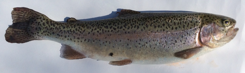 OUR METHOD – Adams Freeman Workshop